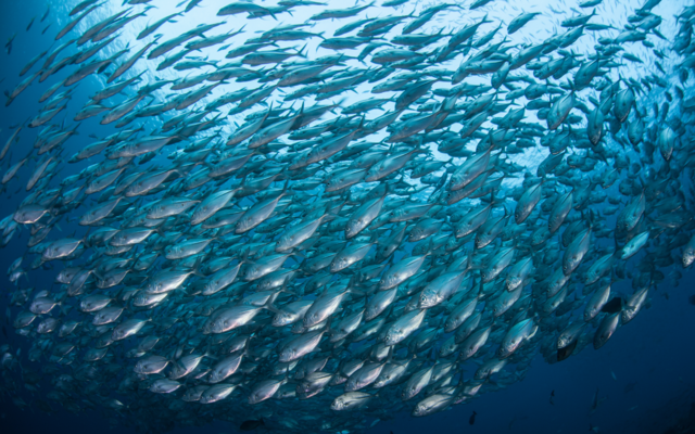 Fish Health | VPM Manifold Instance